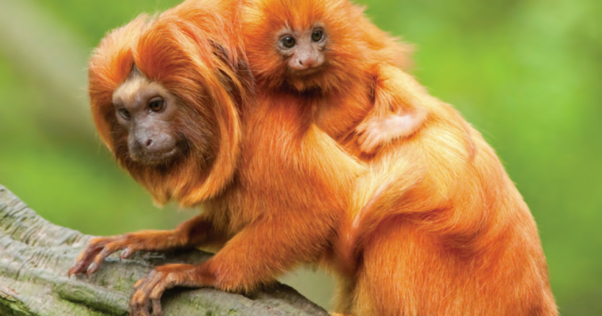 Golden Lion Tamarin | Conservation Planning Specialist Group