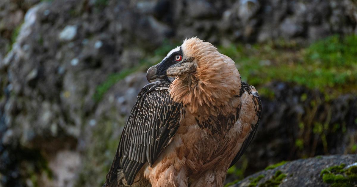 Ex Situ Conservation Assessment (online) | Conservation Planning ...