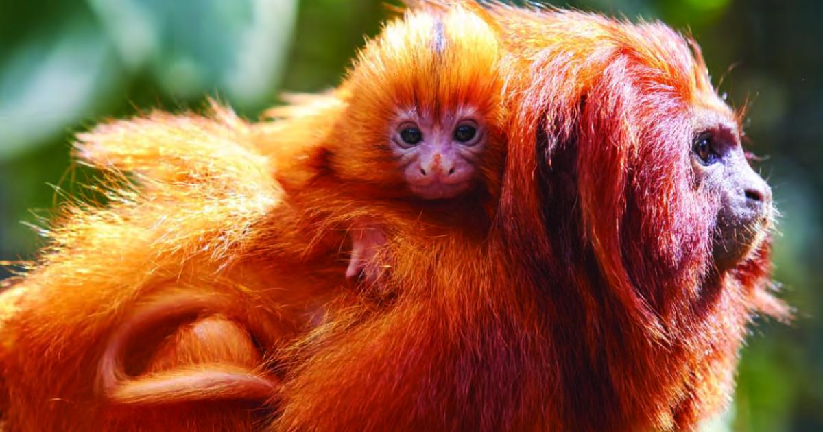 [node:exo_alchemist_smart_title:value] Conservation Planning Specialist Group Conservation ...