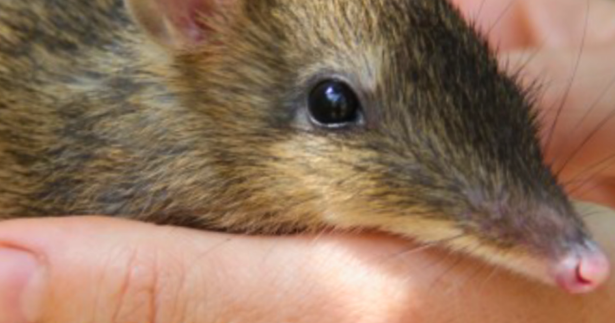 Eastern Barred Bandicoot | Conservation Planning Specialist Group
