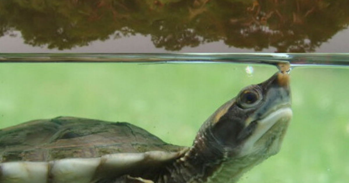 Central American River Turtle | Conservation Planning Specialist Group